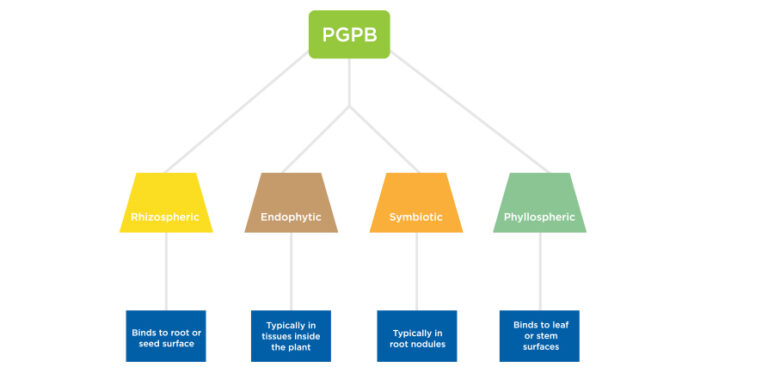 plant-growth-promoting-bacteria – Blue Planet Labs Asia